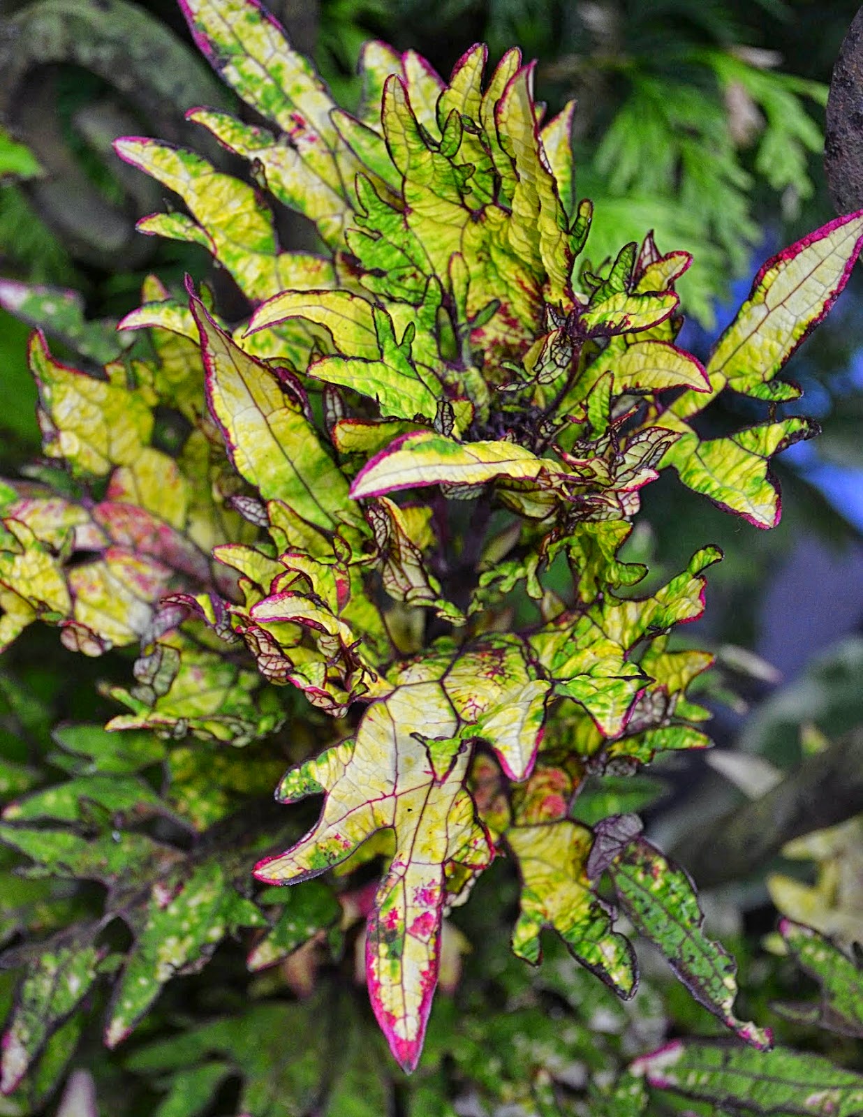 The Outlaw Gardener: August 2014