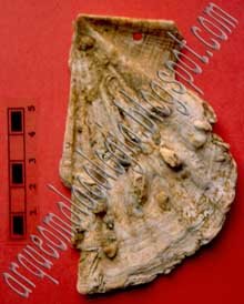 Blog de estudios arqueomalacológicos: Conchas, Roma y Simbolismo