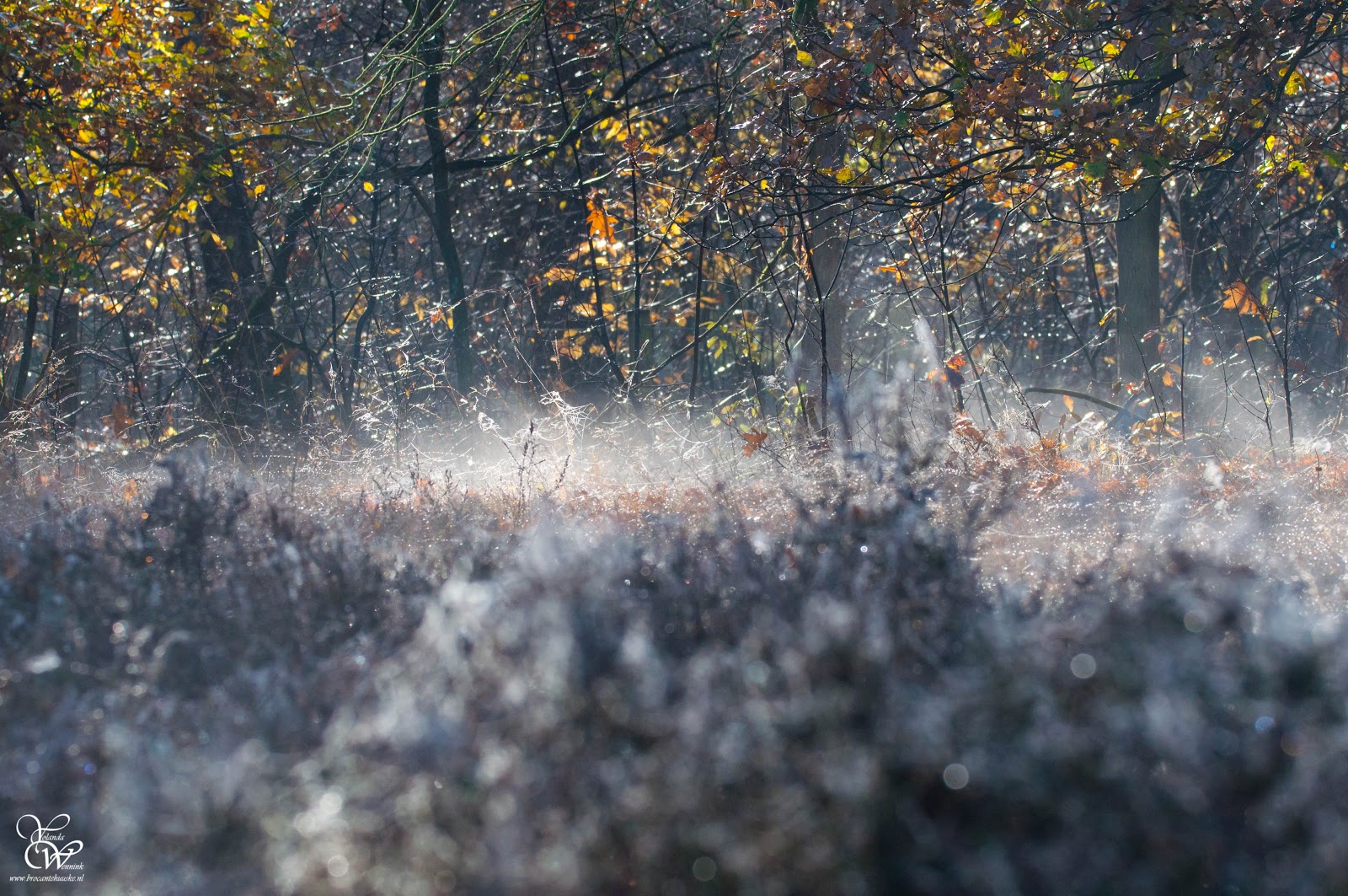 Kom Achterom: Genieten van een bijzondere dag met dauw midden op de dag