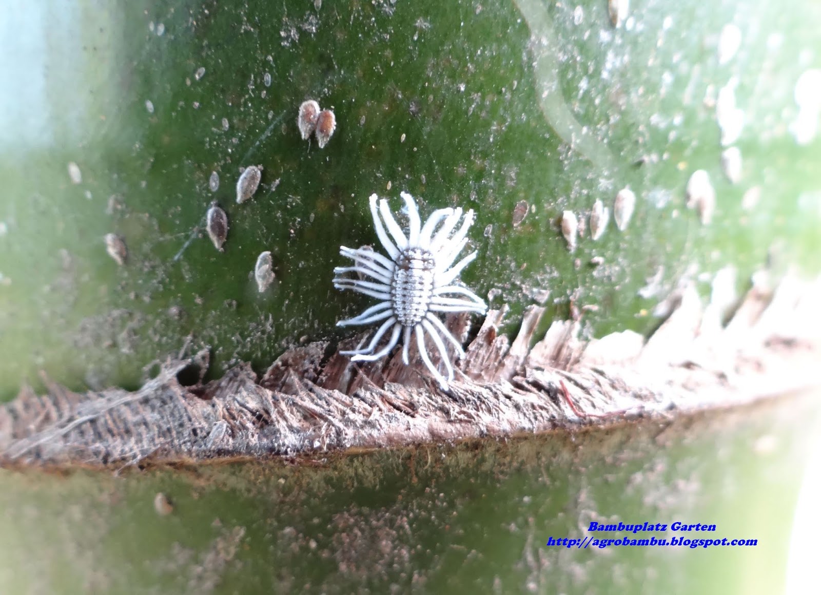 Agrobambu/Bambuplatz Garten: INSETOS DO BAMBU - BAMBOO INSECTS