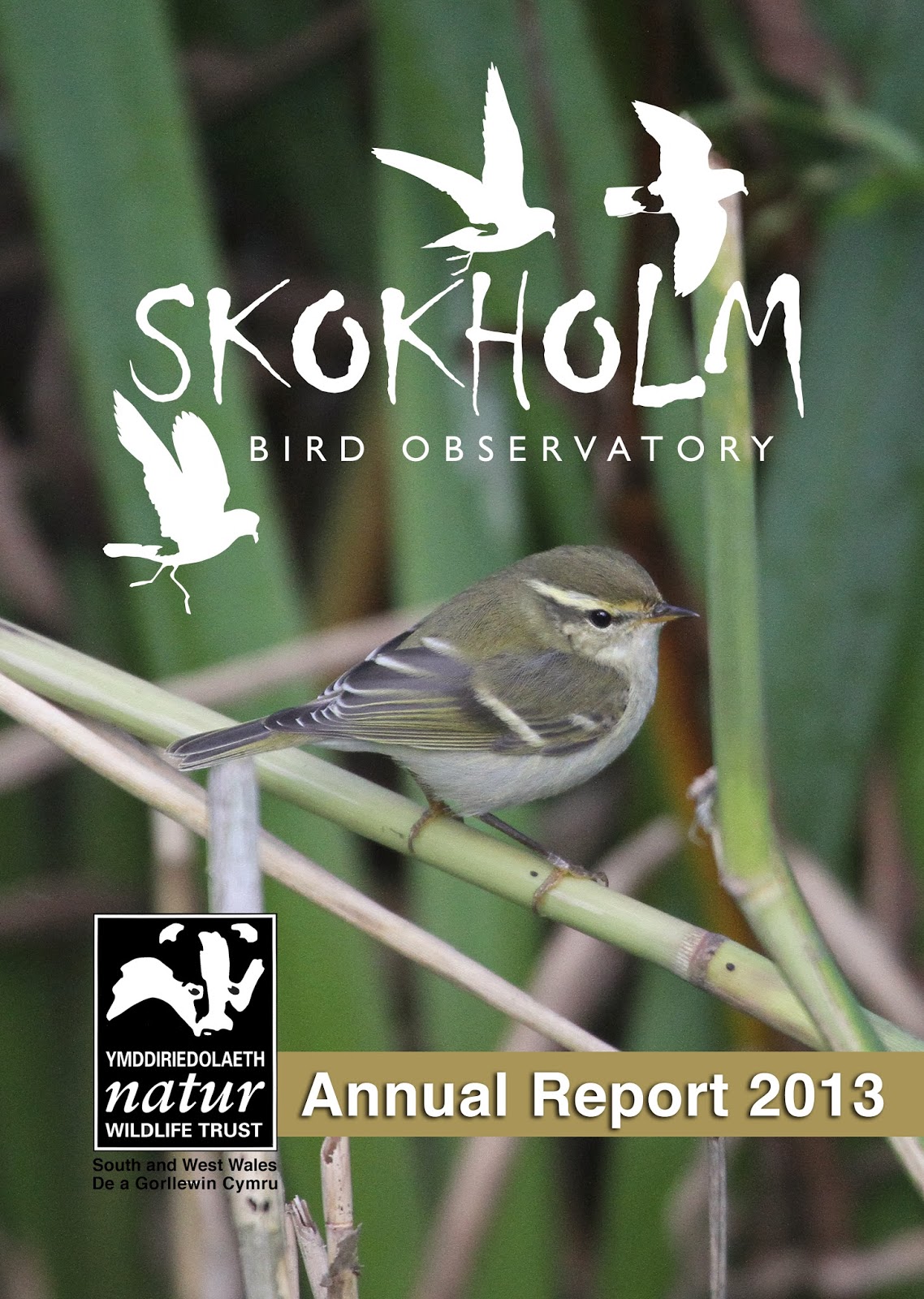 Pembrokeshire Birds: Skokholm Bird Observatory Annual Report 2013