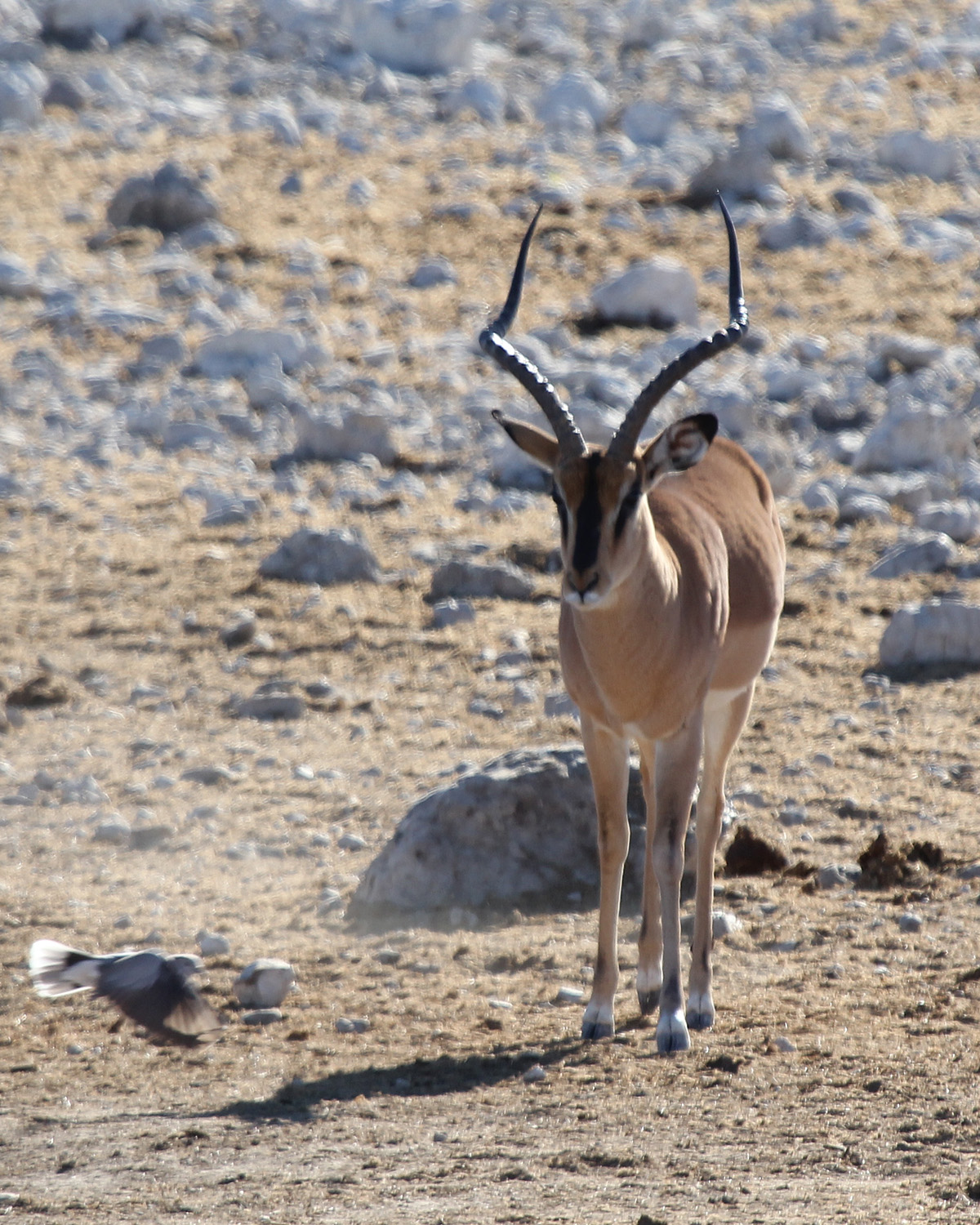 Away From Four Marks: 13th - 14th August - Etosha, Namibia Part One ...