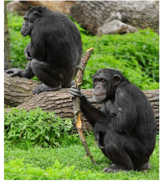 Knowledge Class: Chimpanzee Use of Tools