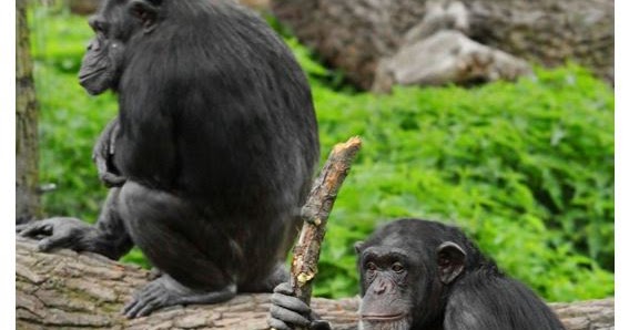 Knowledge Class: Chimpanzee Use of Tools