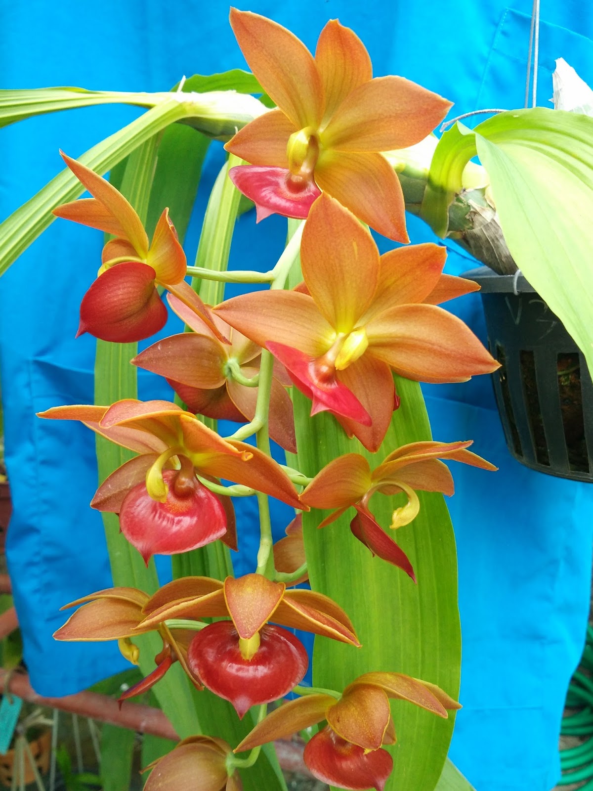 catasetum-ian: Cynodes Taiwan Gold 'Taiwan Orange'