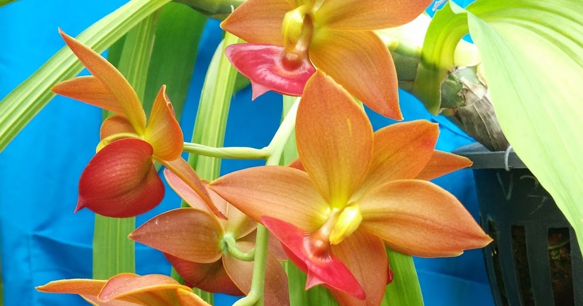 catasetum-ian: Cynodes Taiwan Gold 'Taiwan Orange'