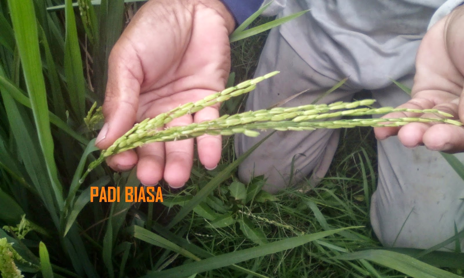 Pupuk Dan Benih Padi Organik Terbaik: Perbandingan Padi BSM LENTERA ...