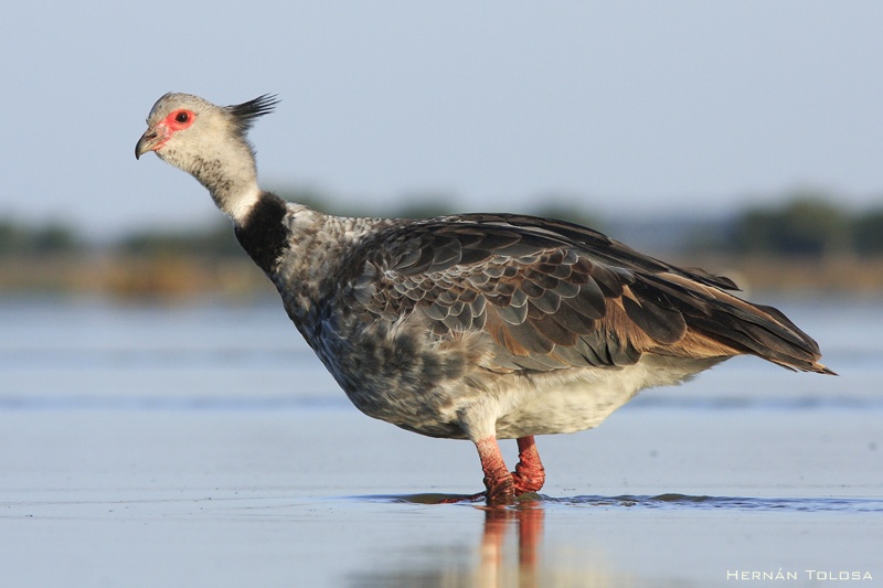 Aves Bonaerenses: Chajá (Chauna torquata)