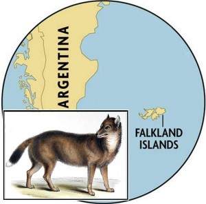 FALKLAND ISLAND WOLF