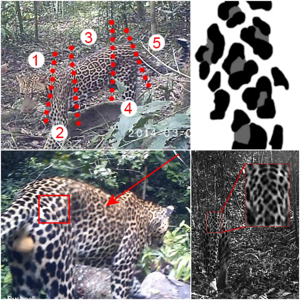 The CHIMP & SEE Blog: Leopards in the forest - new Chimp&See mini ...