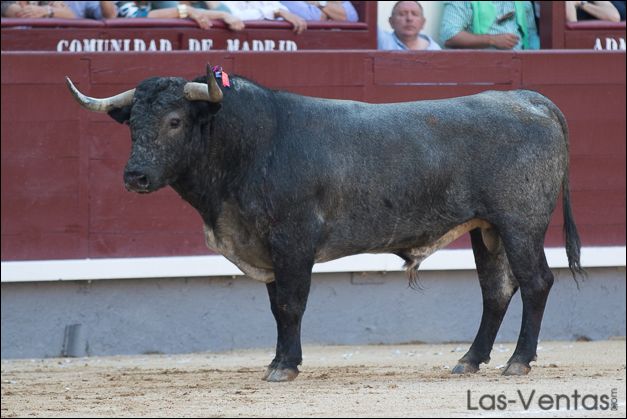 Dominguillos: Cuatro grandes toros