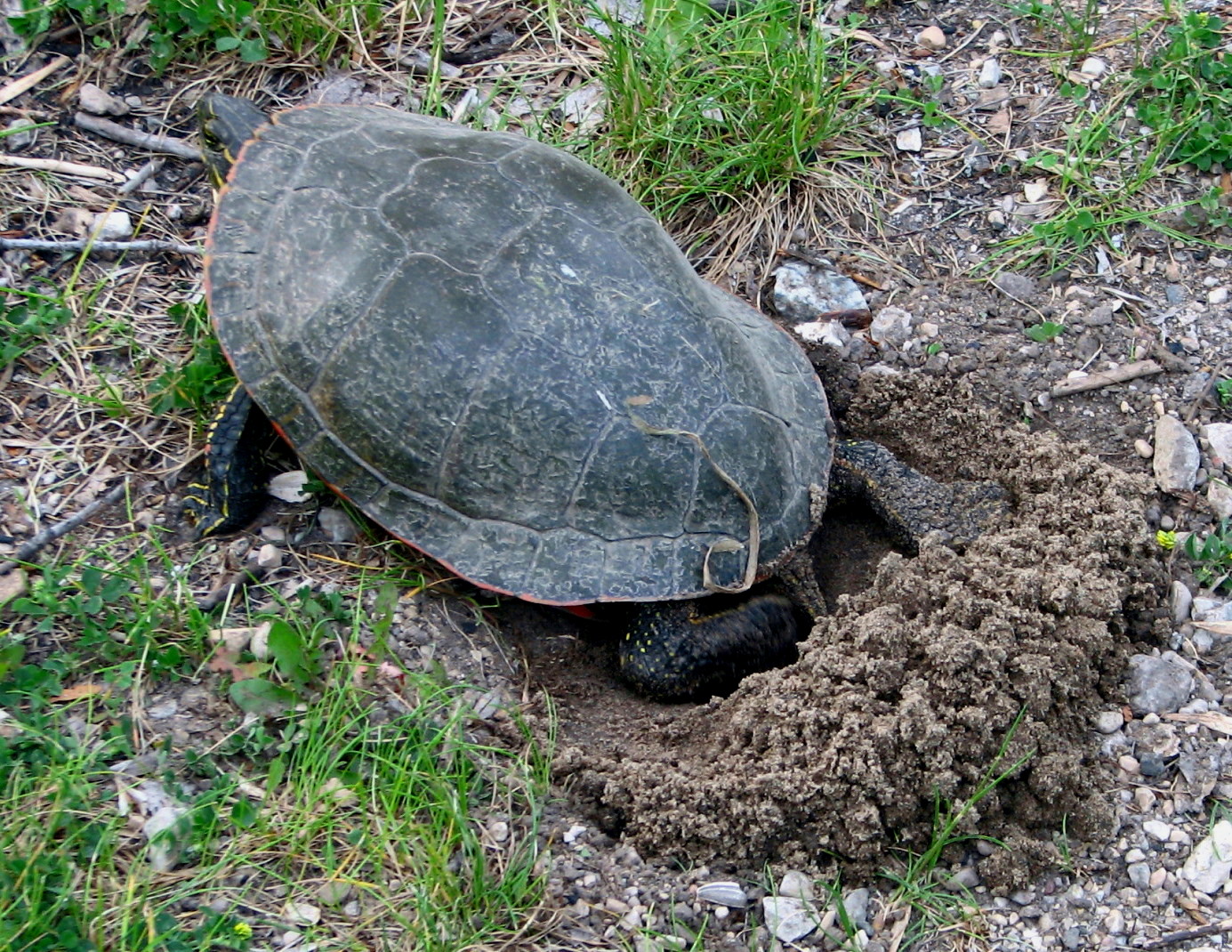 Painted Turtle Eggs