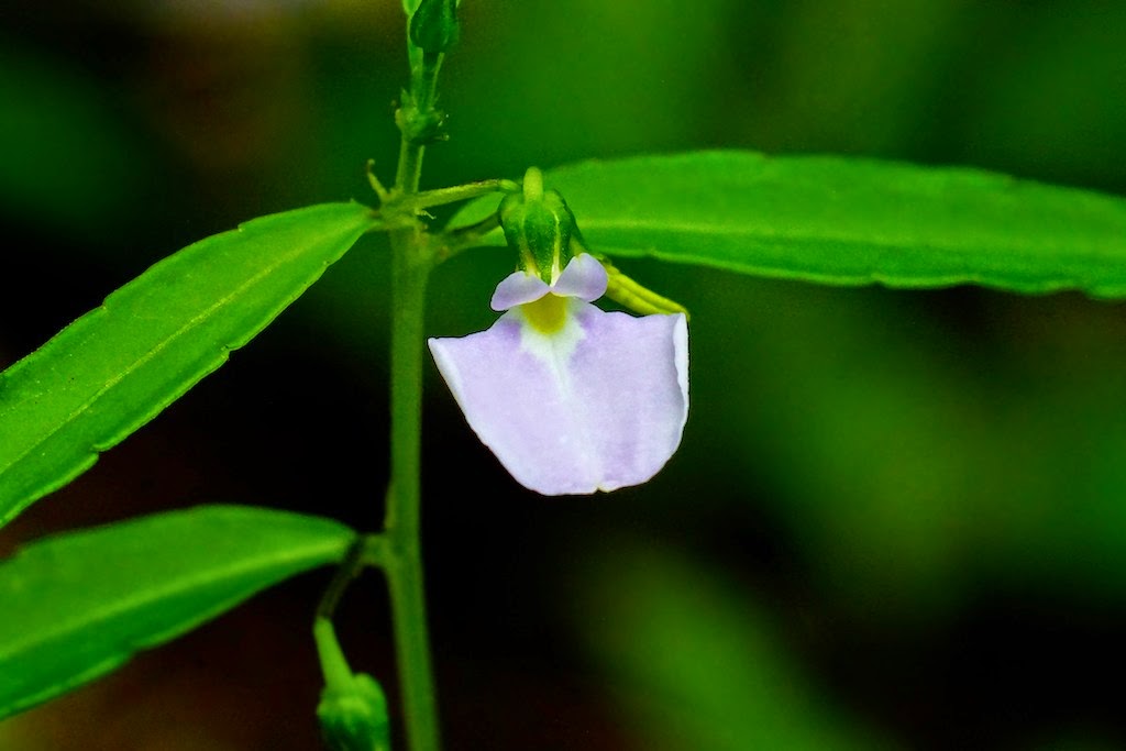 Flora de Puerto Rico Ilustrada Papo Vives: VIOLAXEAE HYBANTHUS ...