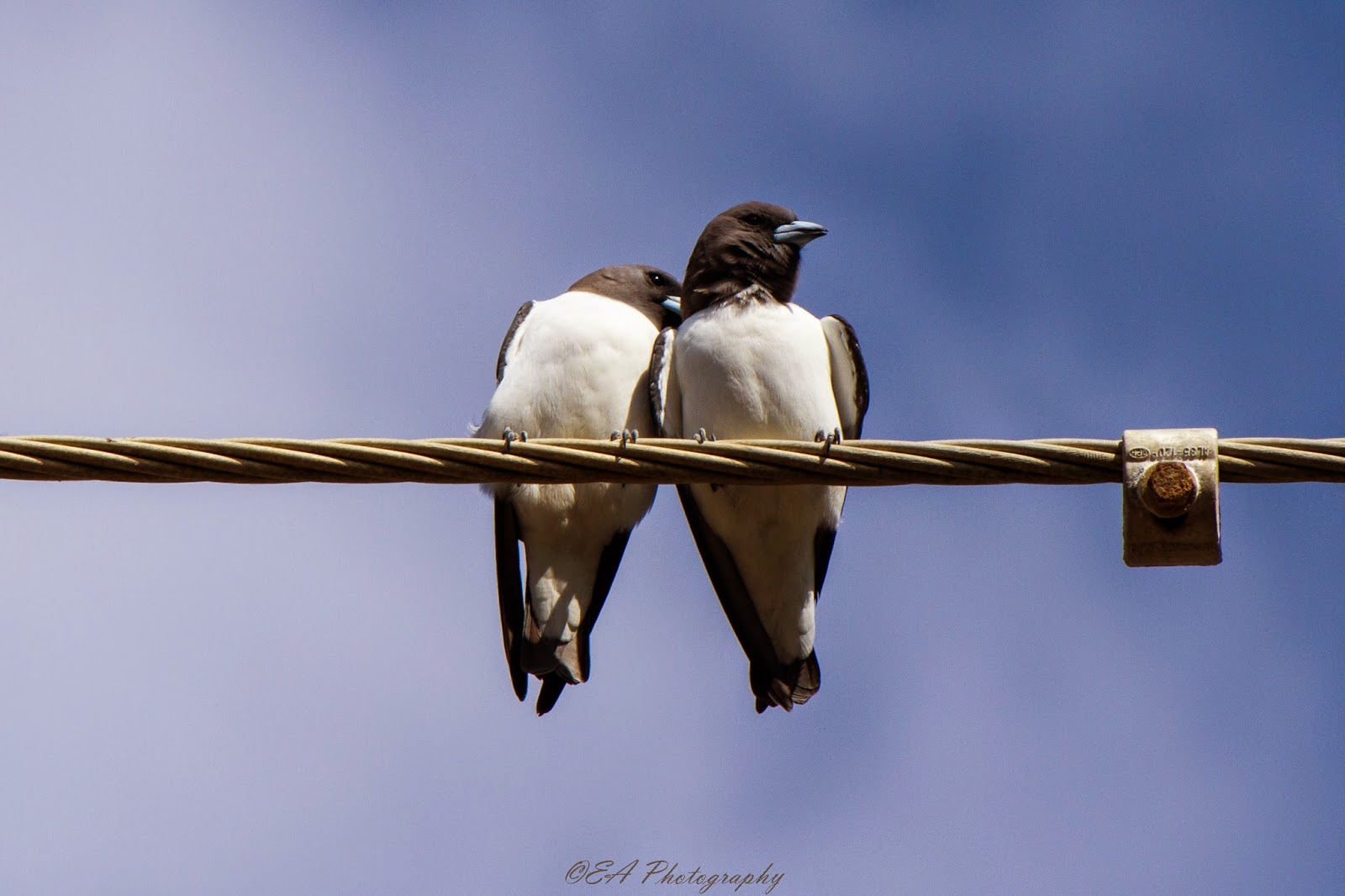 The Greatest of These is LOVE: Wild Bird Wednesday: White-breasted ...