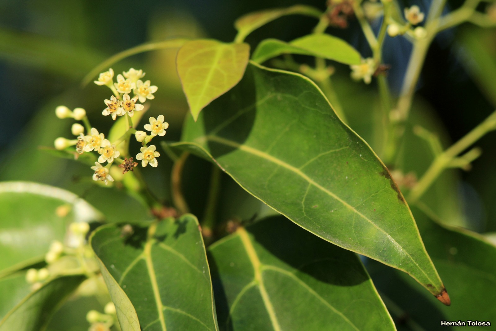 Flora Bonaerense: Alcanforero (Cinnamomum camphora)
