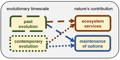 Eco-Evo Evo-Eco: Biodiversity and contemporary evosystem services