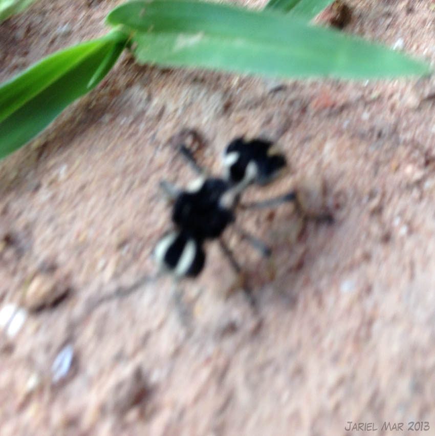 Insetologia - Identificação de insetos: Formiga-Feiticeira no Piauí