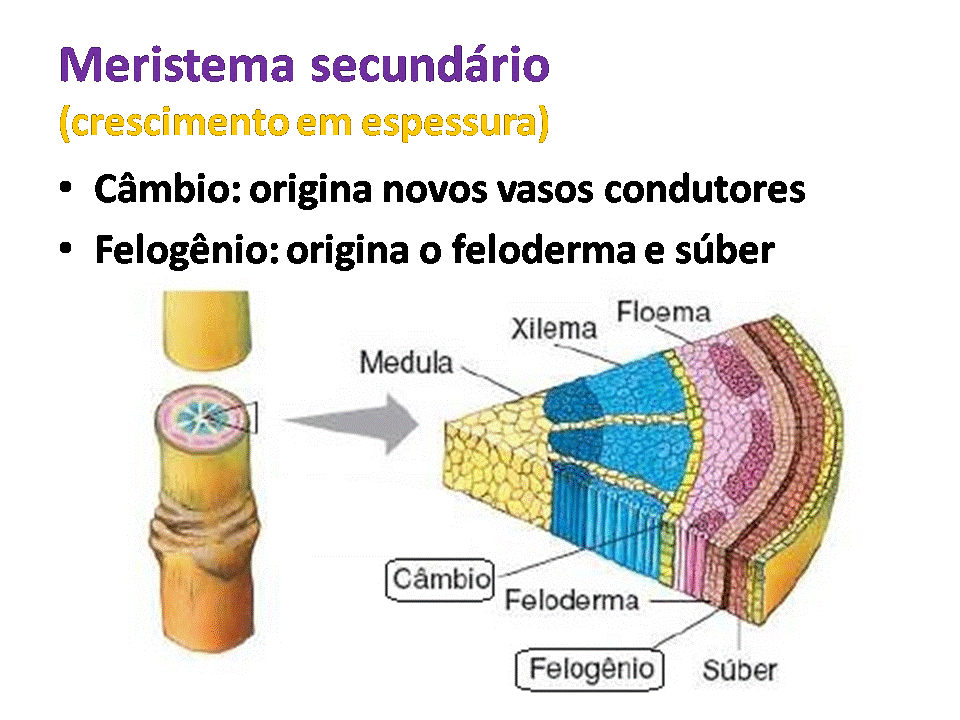 Biologia: Meristemas