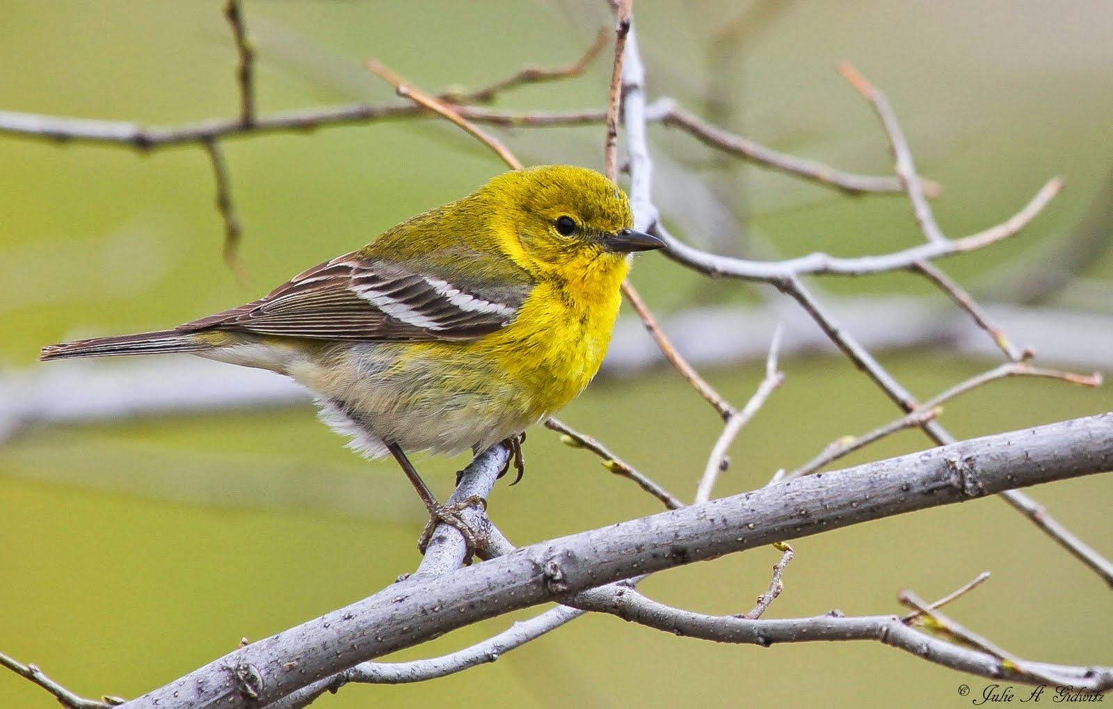 Birding Is Fun!: Magnificent Warblers!