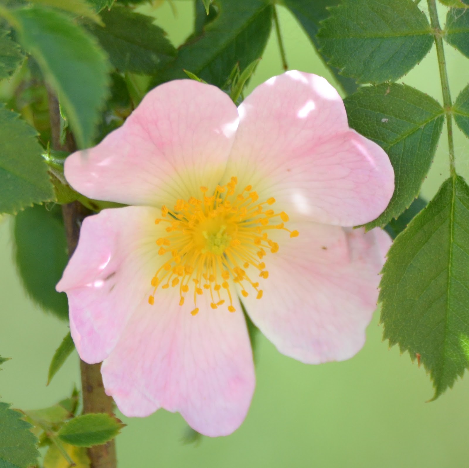 EN EL MONCAYO: Rosal Silvestre (Rosa sp.)