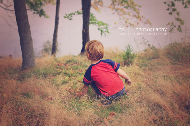 sassafras: cub scout camp :: nature photography