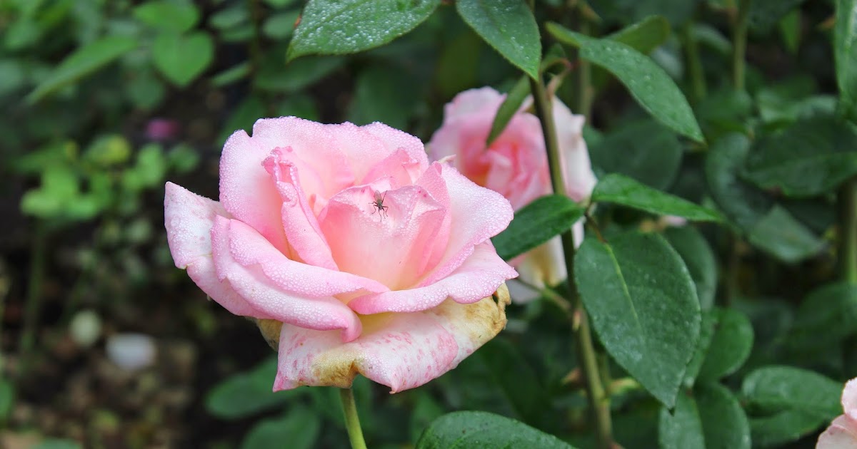 Doctors With Reiki: Divine Healing Codes And How To Use Them