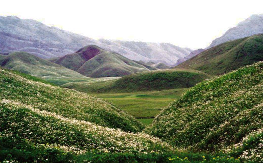 Valley Of Flowers Dzukou valley Nagaland - avalshe98