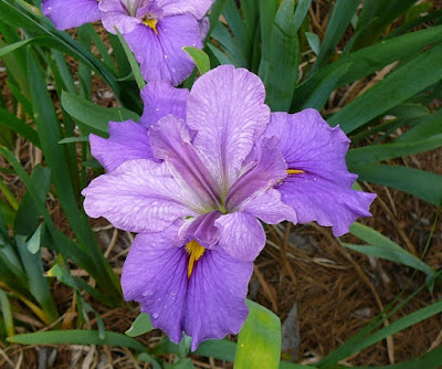 World of Irises: The Diversity of Color in Louisiana Irises - "Unusual ...