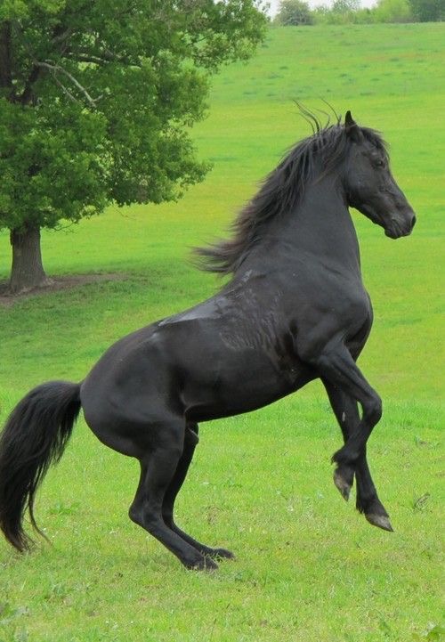 Cavalos | Belas Imagens de Cavalos