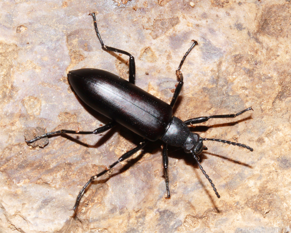 Cuyamaca Woods Mountain Journal: 2013