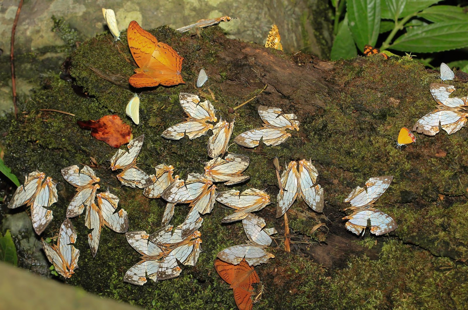 Butterflies of Vietnam: 129. Cyrestis thyodamas thyodamas (The Common Map)