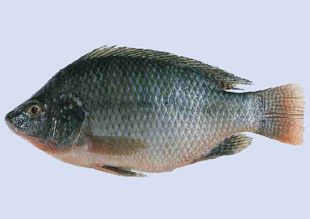 African foods: African Tilapia fish