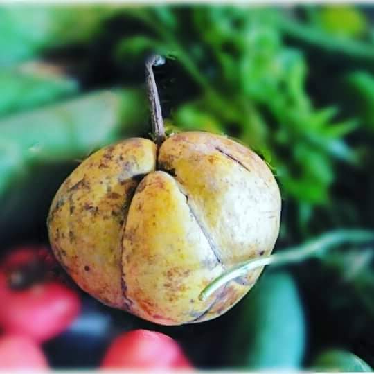 Elephant Apple Chutney / Ou Tenga Chutney