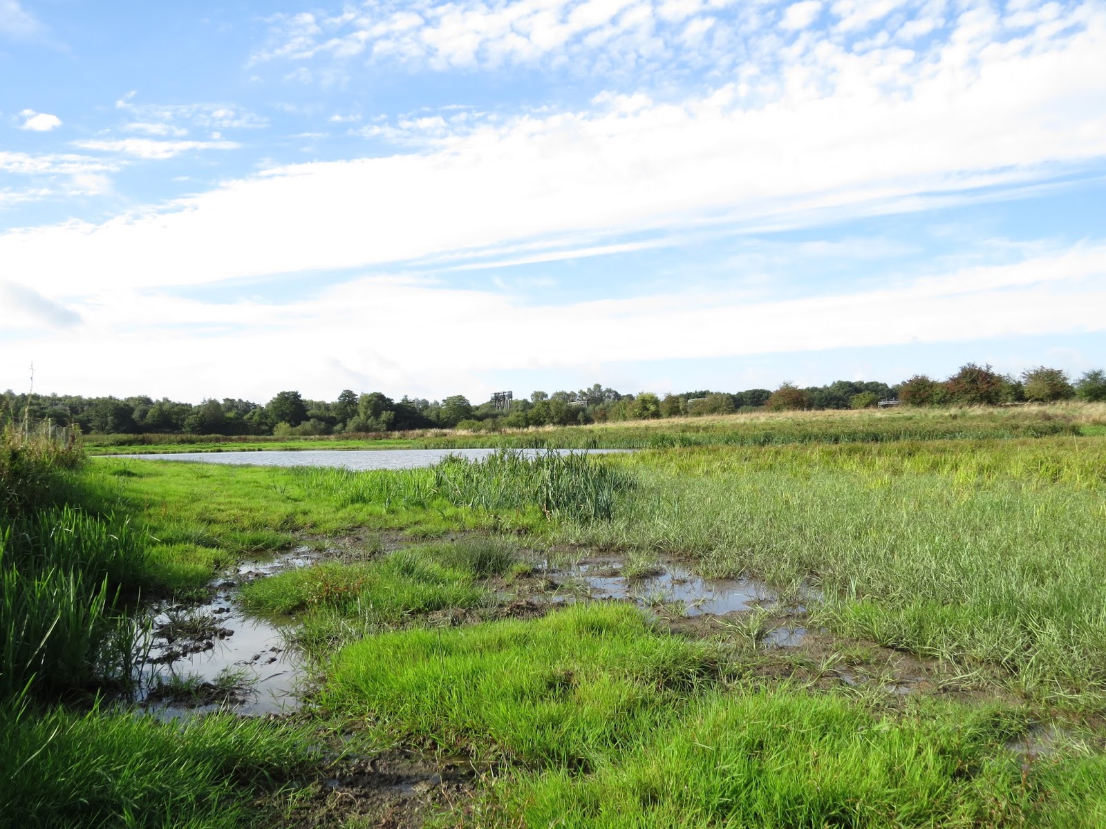 Trittiford mill pond and Birding adventures from near and afar ...