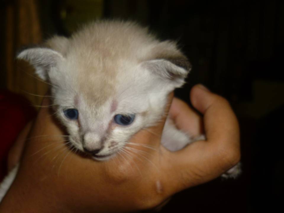 Kucing Utara: Tumbesaran Anak Kucing Siamese