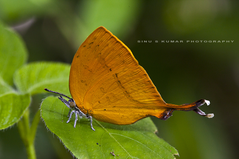 School Of Digital Photography: Butterfly Photography - How To Approach ...