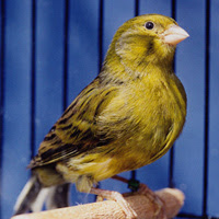 Border Fancy Canary - MY PETS