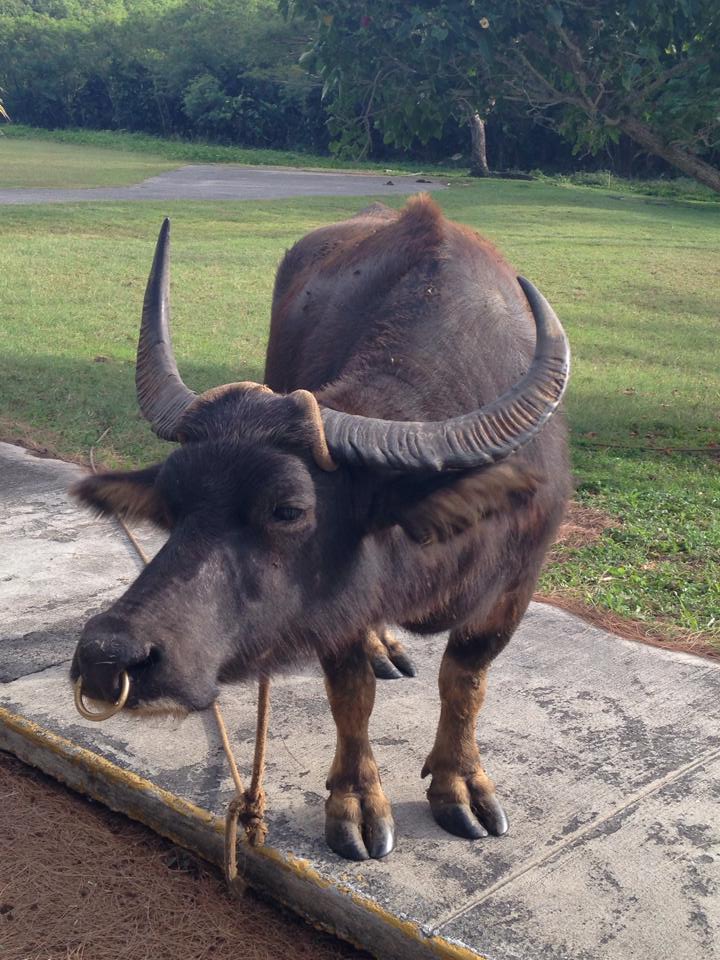 paleric: FAMILY NICKNAMES : KARABAO