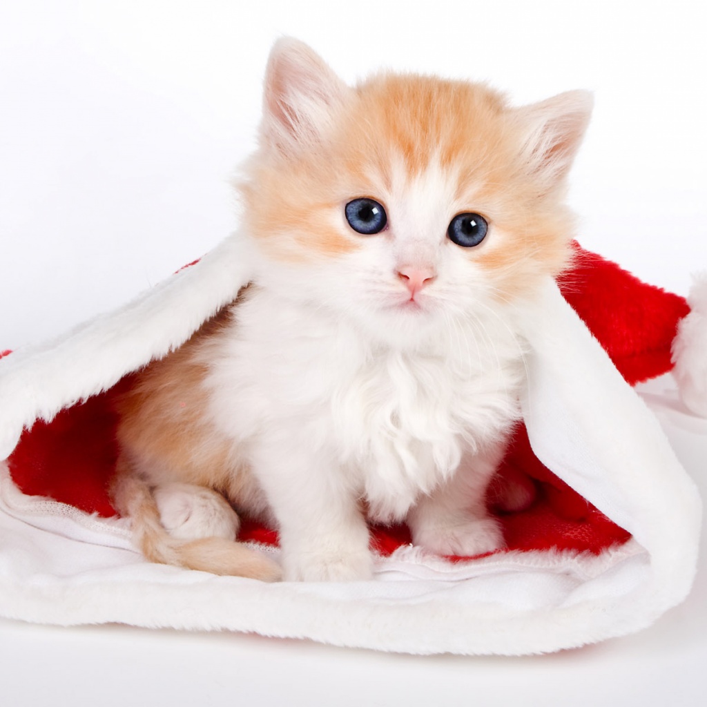 Cute&Cool Pets 4U: Santa Cat Pictures