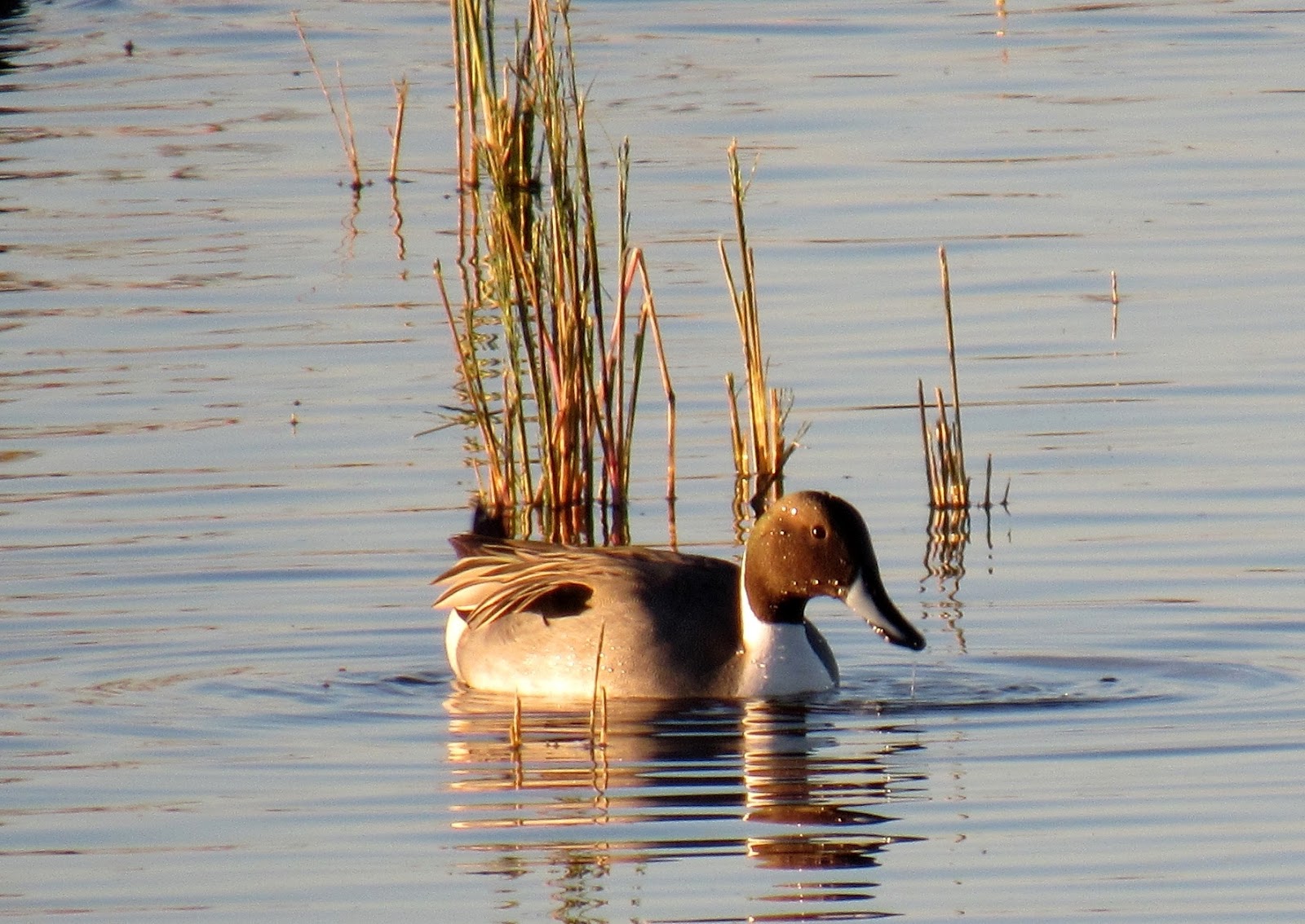 Northern Pintail
