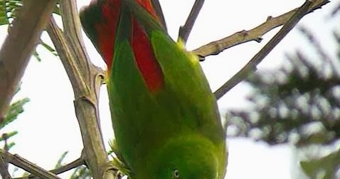 Tierra de papagayos, loros, cacatuas, pericos, cotorras y guacamayos ...