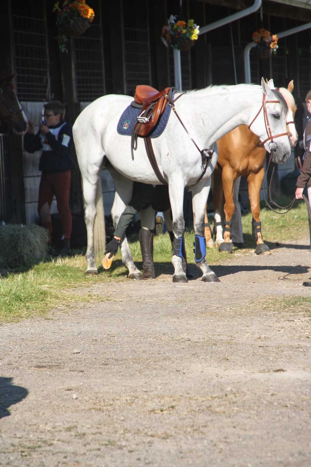 Cowfeathers Farm to Foxcroft Farm: Pony Club Show Jump and Dressage Tri ...