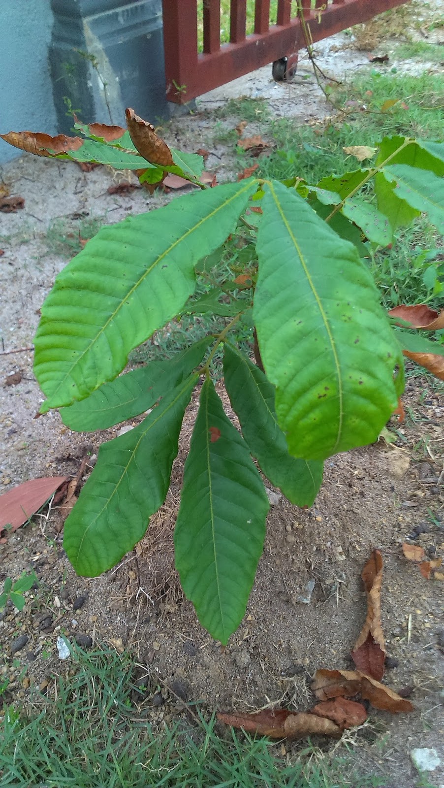 kebuntepipagar: Matoa : Buah Unik yang Hebat dan Berkhasiat