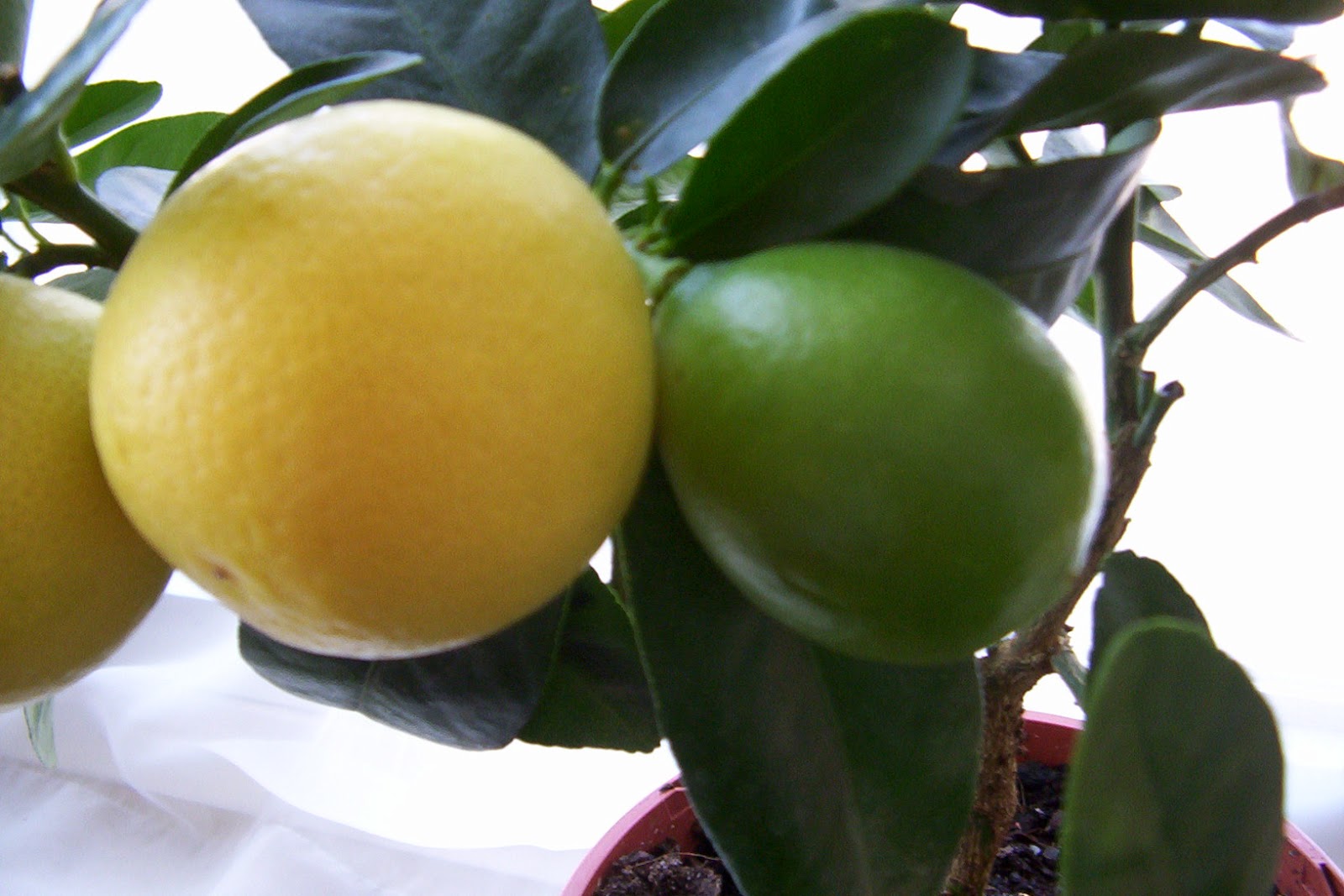 Fruit Warehouse: Limequat ( Citrus × floridana )