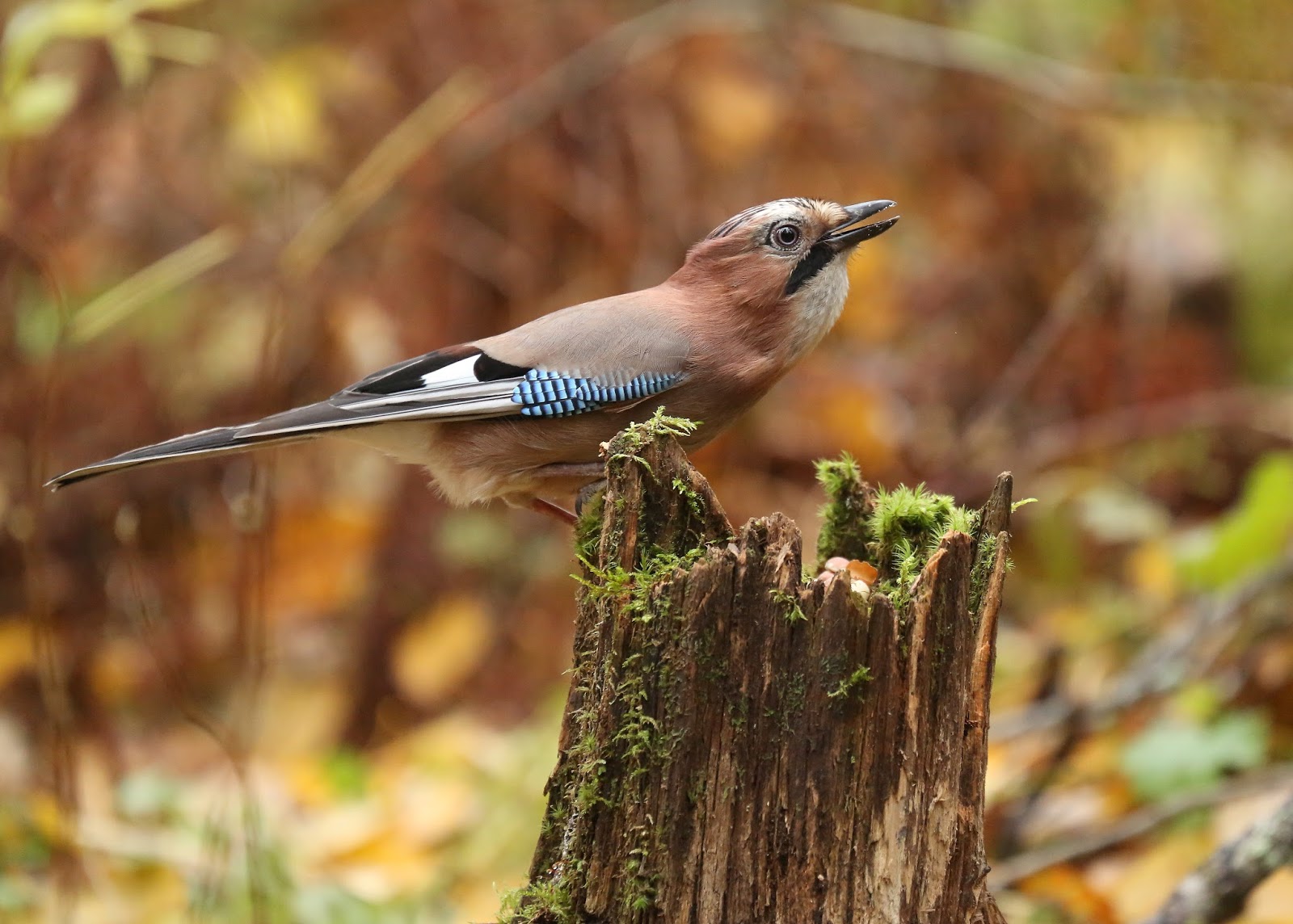 Vikki kuvailee: Lintuja