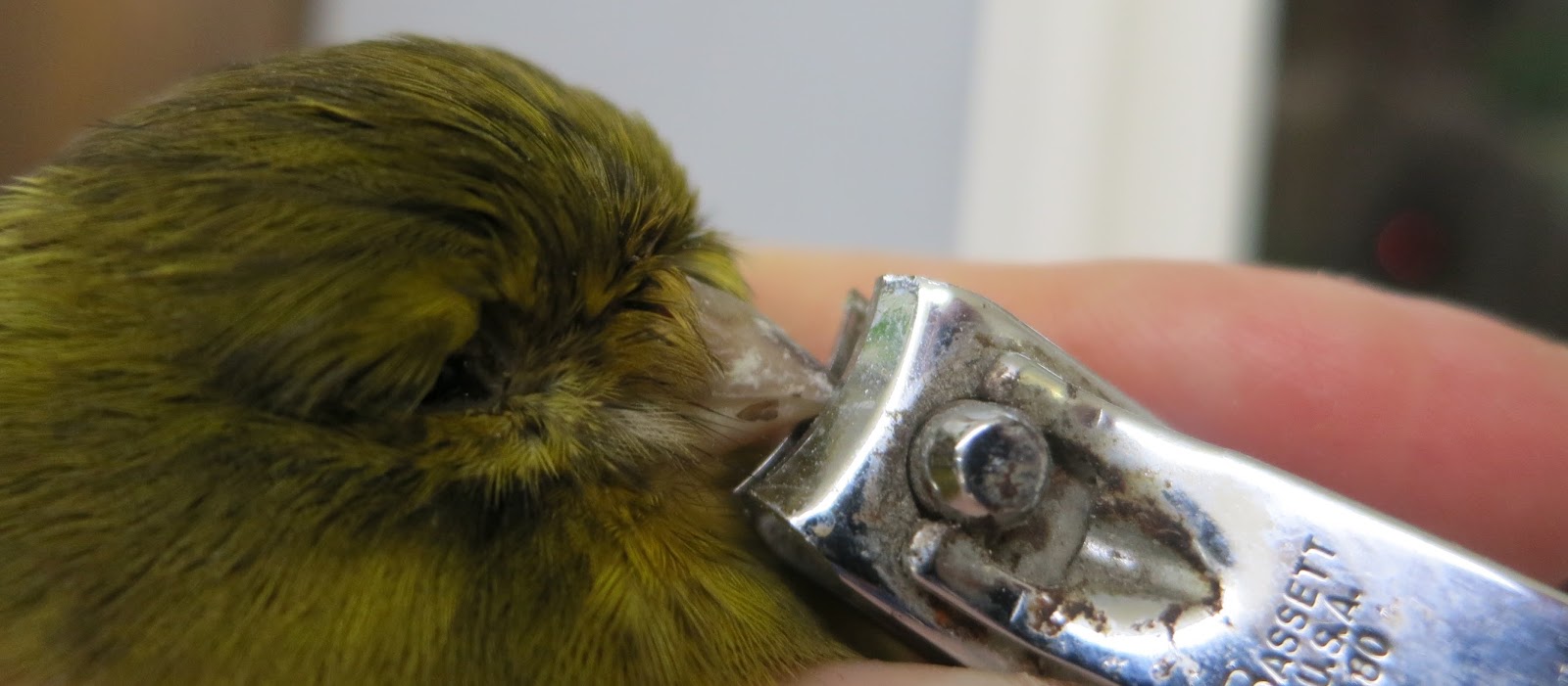 Canary Tales: Trimming Beaks