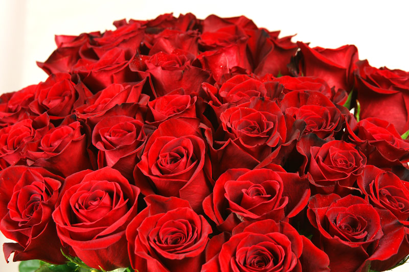 Zanimljivosti: Značenje cvijeća: ruže simboliziraju ljubav, a ...