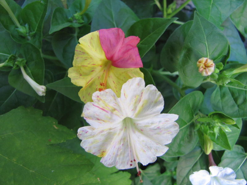 Entre Jaras y Pedreras: COLORIDOS PERICONES. FLORES QUE CAMBIAN DE COLOR.