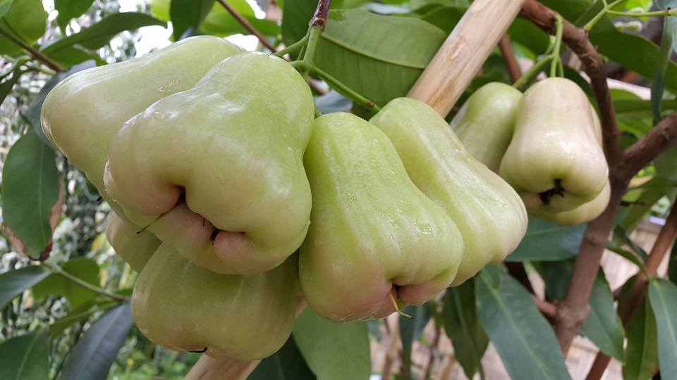 MARIHAT JAMBU MADU: JENIS VARIETAS JAMBU AIR