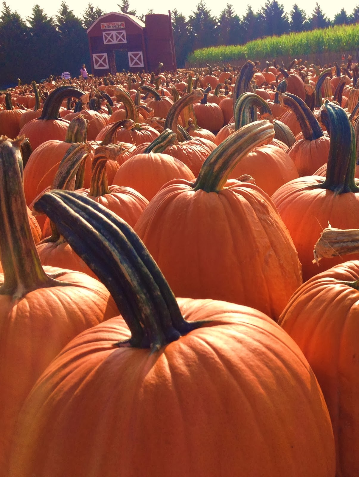 DAILY VACATIONER: Local Destination: Duffields Farm Market